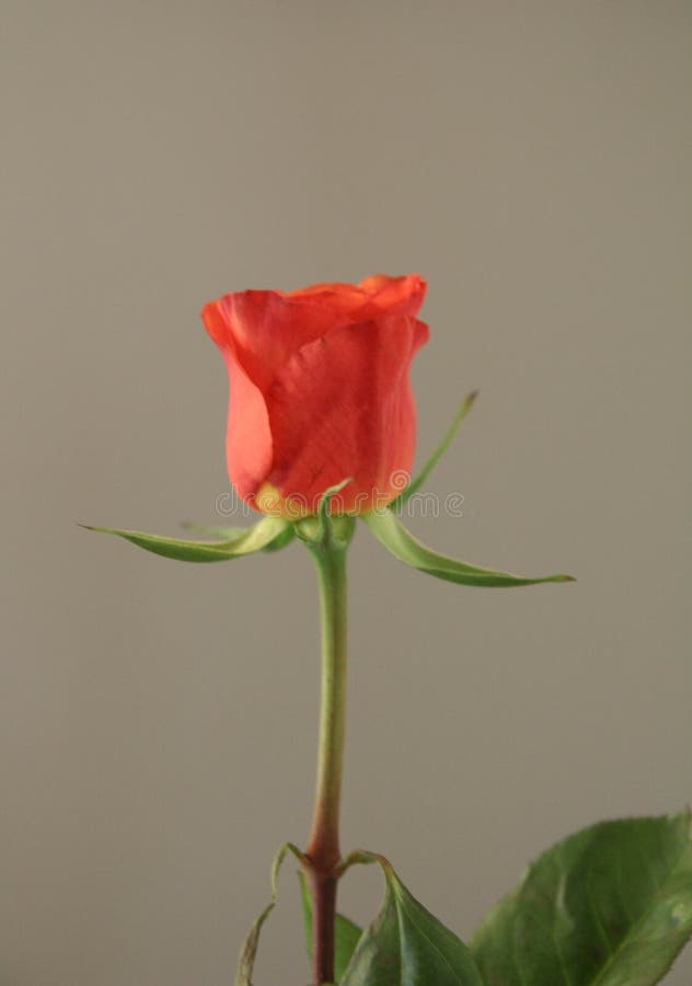 Single Red Rose - Side View. Red Rose Isolated on Gray Background ...