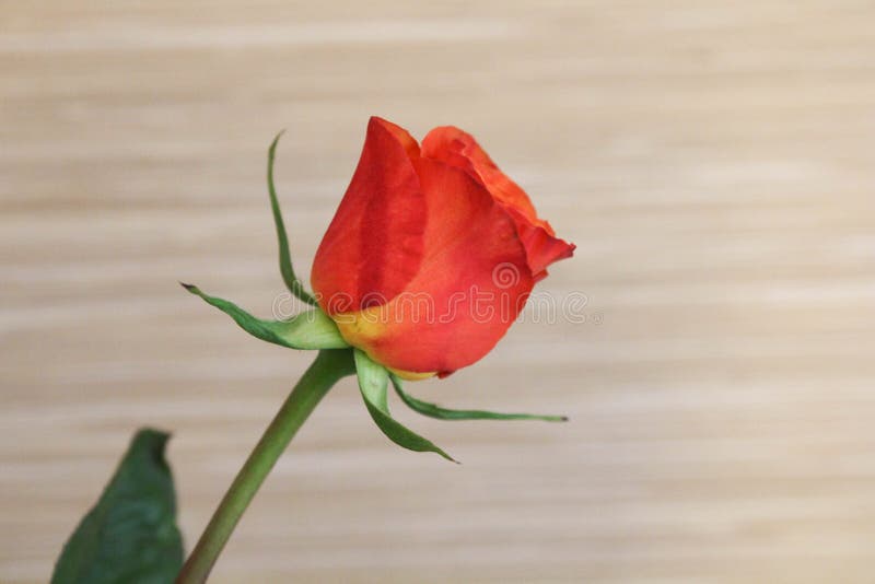 Single Red Rose - Side View. Red Rose Isolated on Gray Background ...
