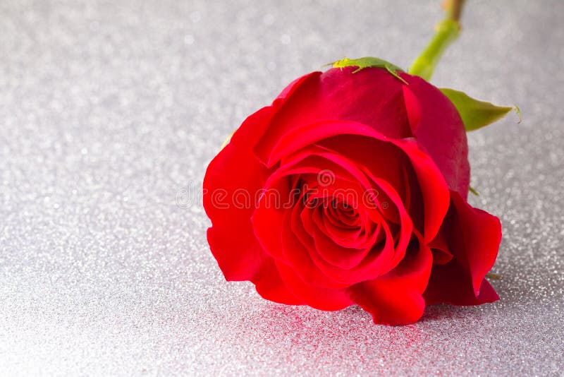 Single Red Rose on a Silver Table Stock Image - Image of area, blank ...