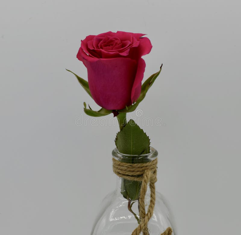 Single red rose stock image. Image of rose, vase, glass - 204540919