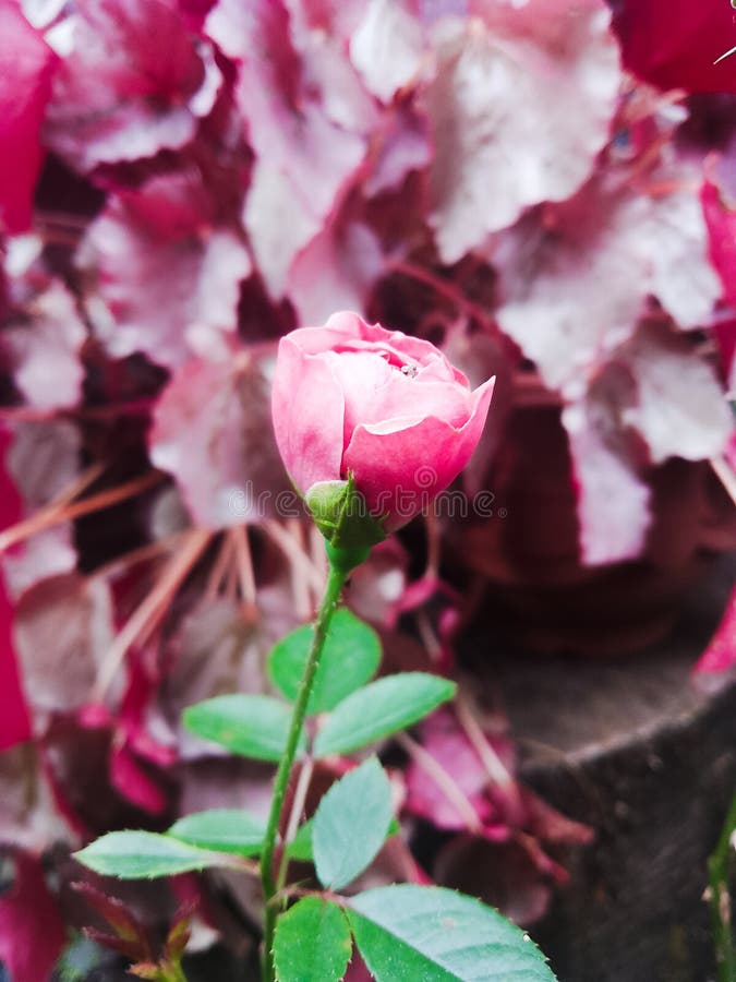 A single red rose stock photo. Image of pink, blossom - 264333660