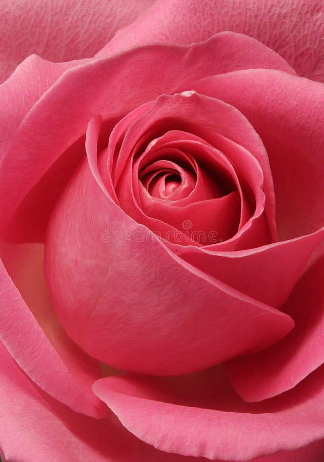 Single red rose stock image. Image of perfection, studio - 80326625