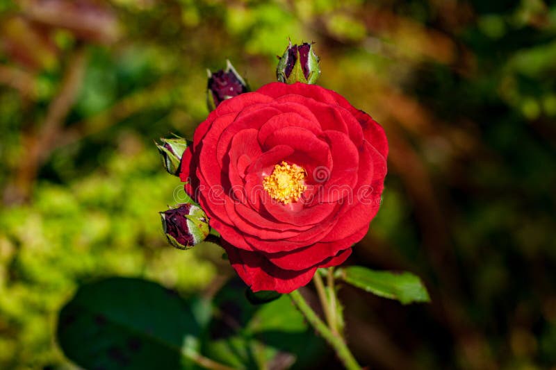 Single Red Rose Surrounded by Four Buds Stock Photo - Image of rose ...