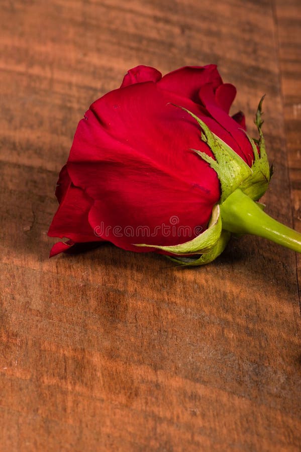 Single red rose on table stock photo. Image of blooms - 48963964