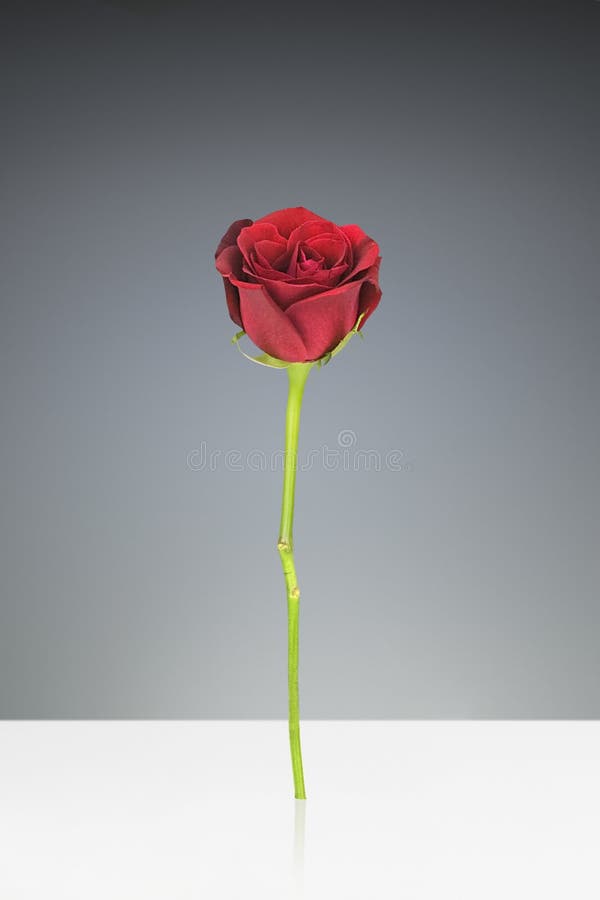 Single Red Rose in a Glass Vase Stock Photo - Image of romantic, single ...