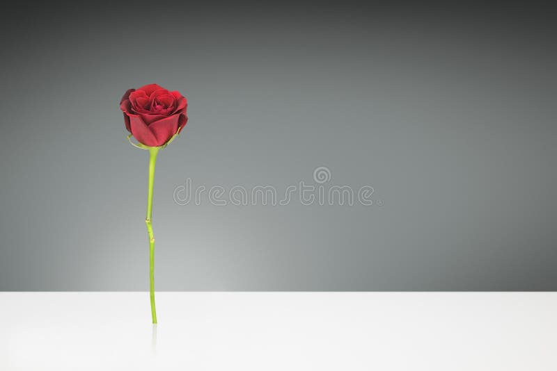 Single red rose stock image. Image of valentines, romantic - 82660579