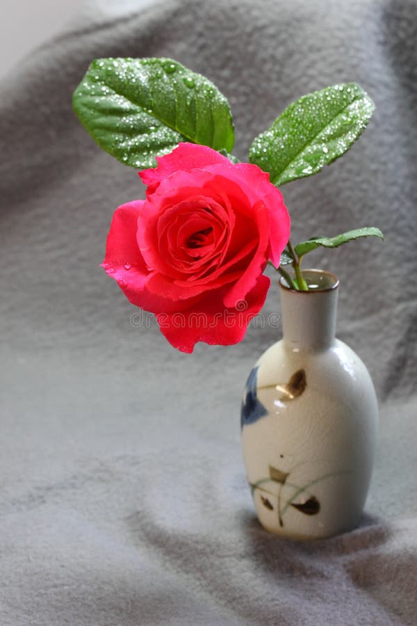 Single Red Rose stock image. Image of fresh, pink, flora - 34150353