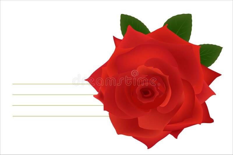 Single red rose vector stock vector. Illustration of green - 74429296