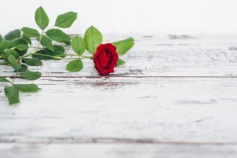 Single Red Rose on Vintage Wooden Table Stock Image - Image of flower ...