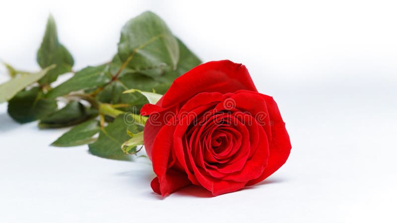 Single Red Rose on White Background. Stock Photo - Image of petal ...