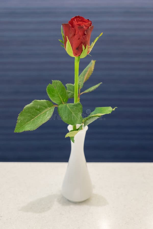 5,647 Single Rose Table Stock Photos - Free & Royalty-Free Stock Photos ...