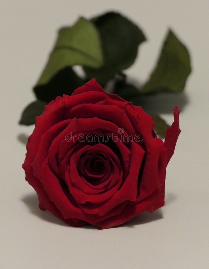 Single Red Rose on a White Surface, with a Few Green Leaves Stock Image ...