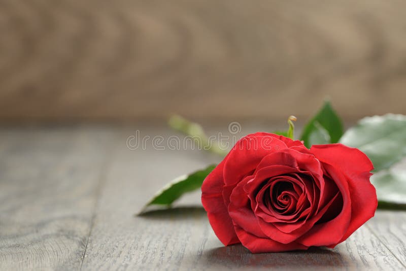 Single Red Rose on Wooden Table Stock Image - Image of calm, empty ...