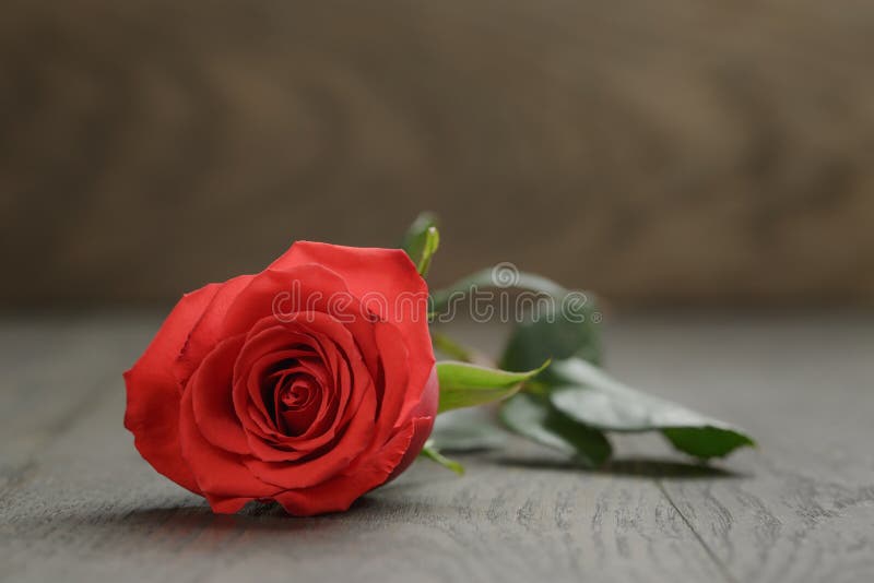 Single Red Rose on Wooden Table Stock Image - Image of invitation ...