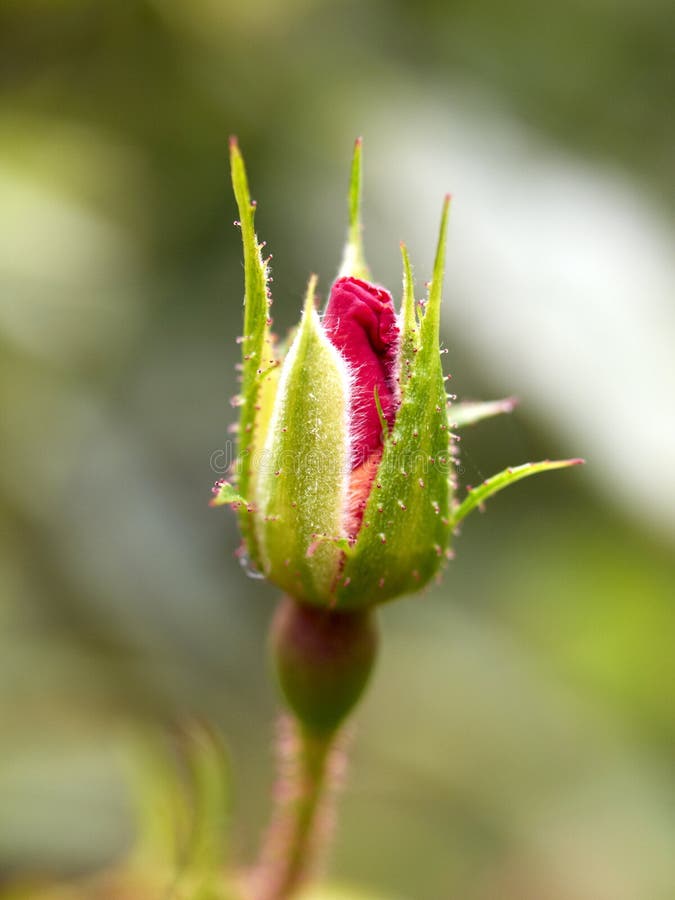 Single red rosebud stock image. Image of botany, isolated - 16946961