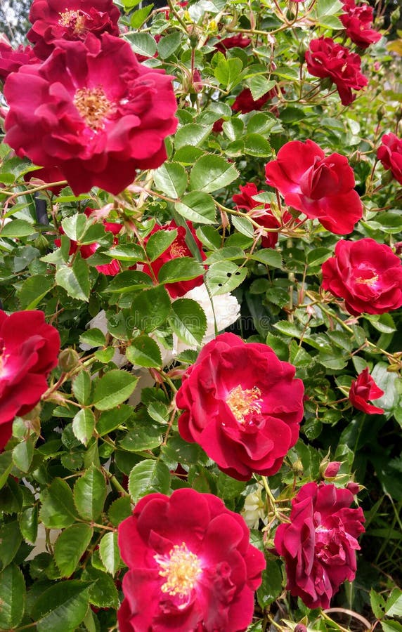 Single Roses Stock Images - Download 21,817 Royalty Free Photos