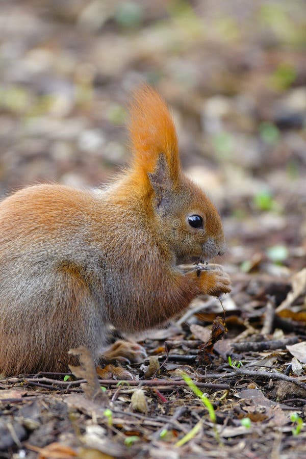 Single Red Squirrel on a Ground in Poland Forest during a Spring Period ...