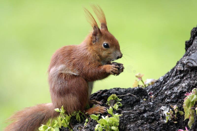 Single Red Squirrel on a Tree Branch in Poland Forest during a Spring ...