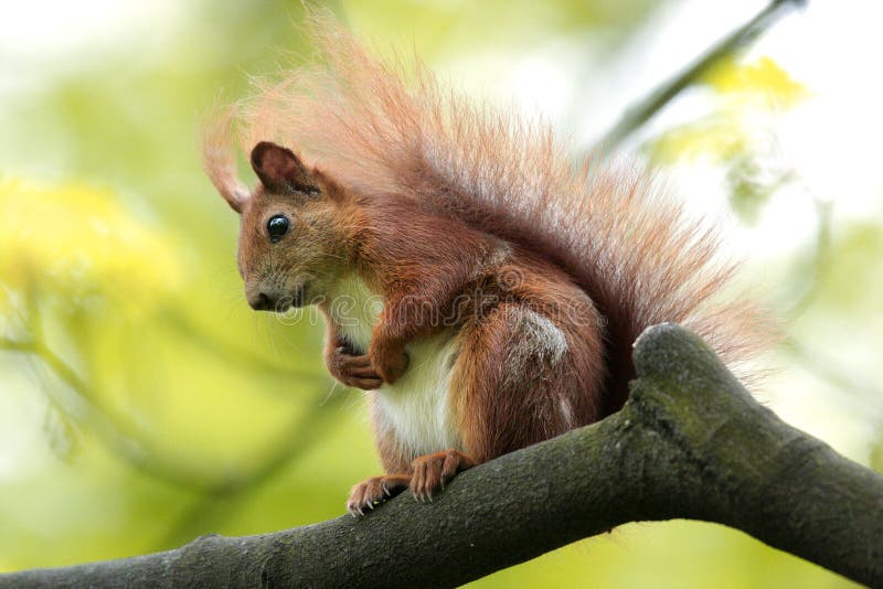 Single Red Squirrel on a Tree Branch in Poland Forest during a Spring ...
