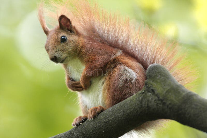Single Red Squirrel on a Tree Branch in Poland Forest during a Spring ...