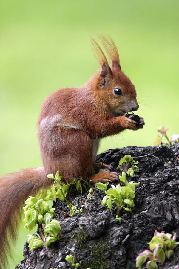 Single Red Squirrel - Latin Sciurus Vulgaris - on a Tree Branch during ...