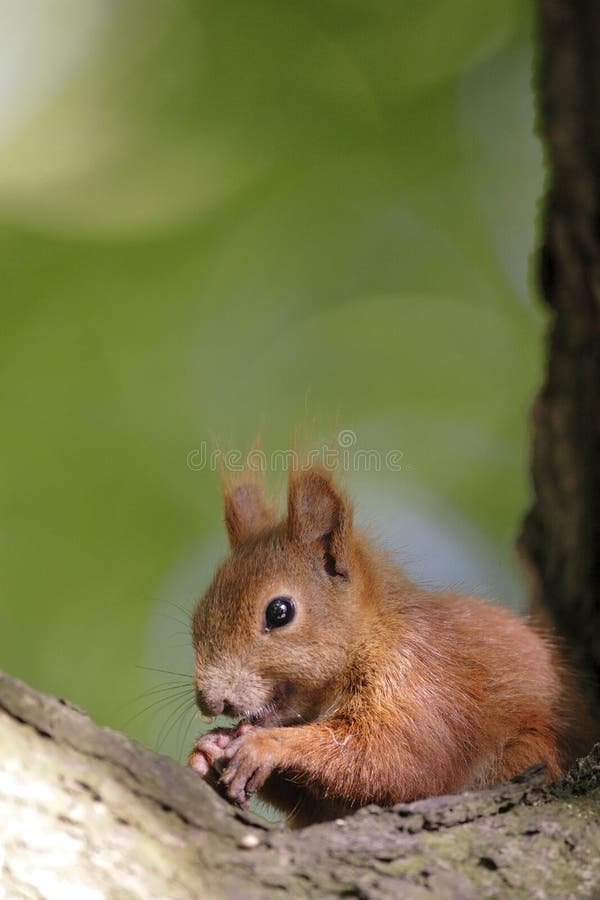 Single Red Squirrel on a Tree Branch in Poland Forest during a Spring ...