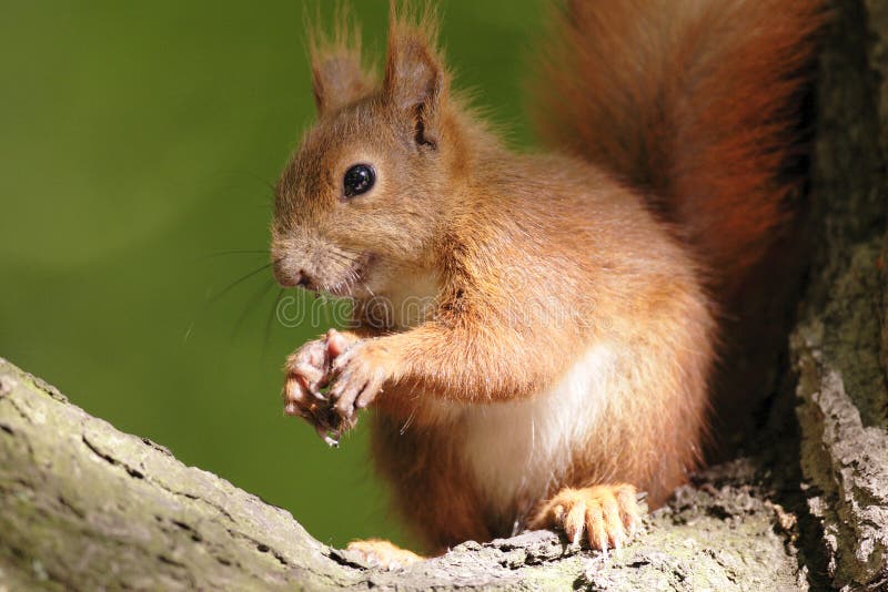 Single Red Squirrel on a Tree Branch in Poland Forest during a Spring ...