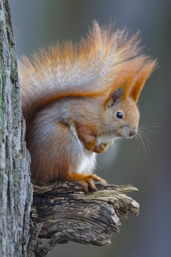 Single Red Squirrel on a Tree Branch in Poland Forest during a Spring ...