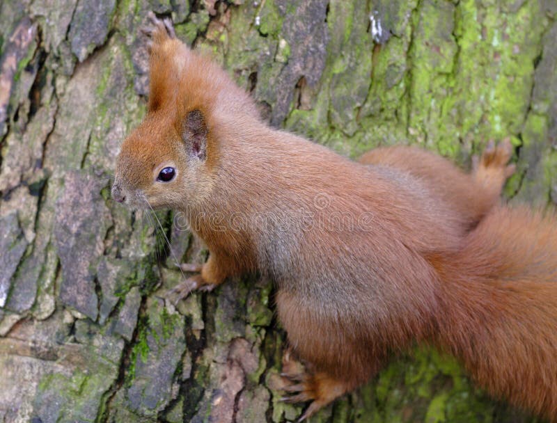 Single Red Squirrel on a Tree Branch in Poland Forest during a Spring ...