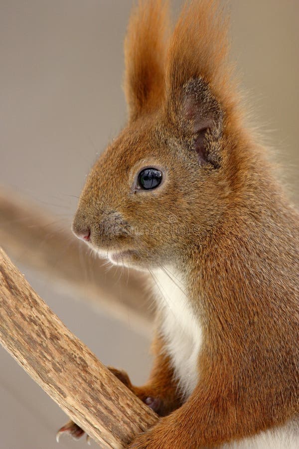 Single Red Squirrel on a Tree Branch in Poland Forest during a Winter ...