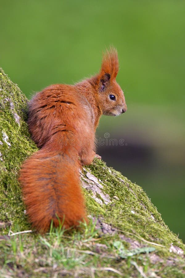 Single Red Squirrel on a Tree Branch during Spring Season Stock Image ...
