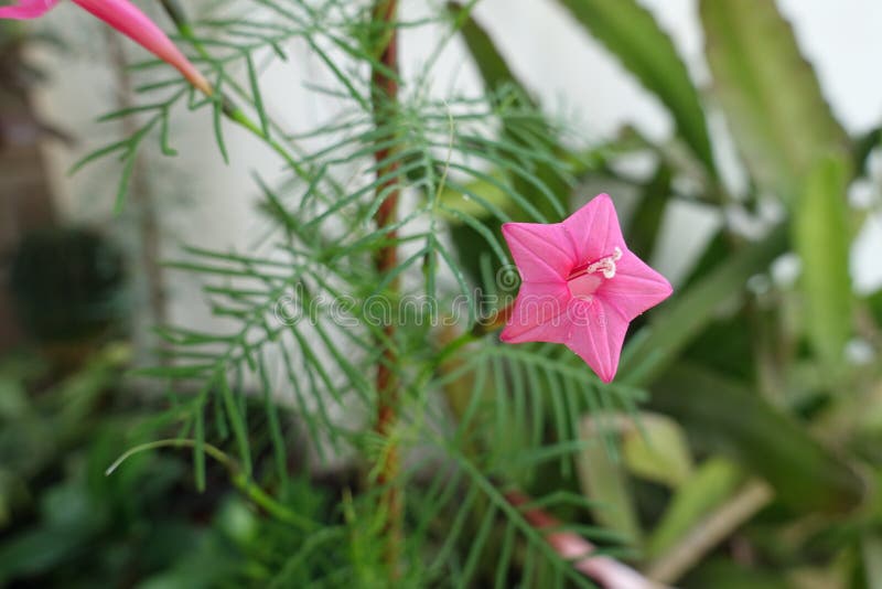 Single Red Star-shaped Flower of Ipomoea Quamoclit Stock Image - Image ...