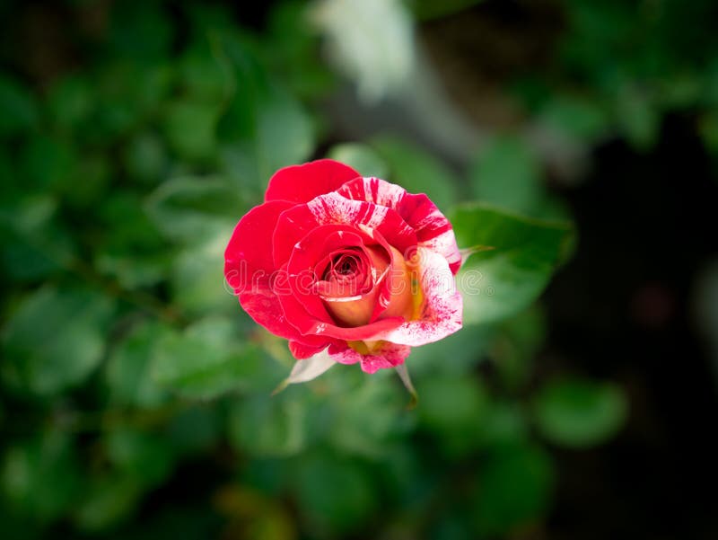 Single Red Striped White Flower Blooming Stock Photo - Image of close ...