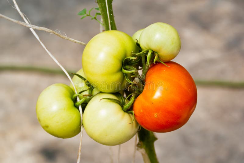 Single Red Tomato in a Group Stock Image - Image of greenhouse, canada ...