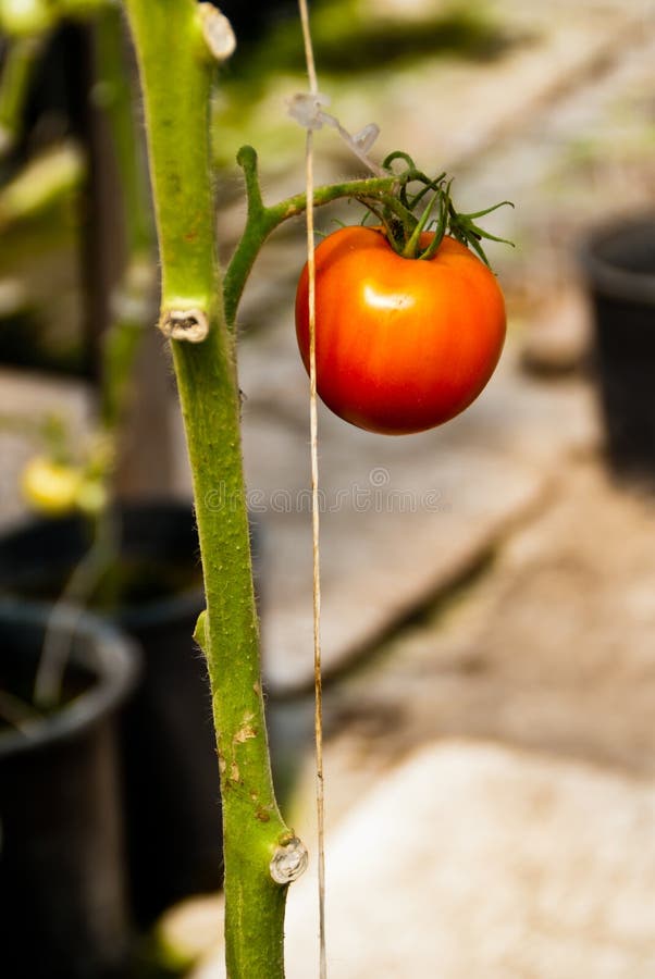 Single red tomato stock image. Image of single, greenhouse - 58405347
