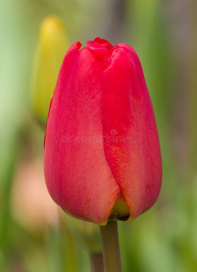 Single Red Tulip stock image. Image of bloom, tulip, flower - 26261001