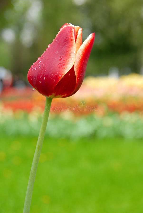 Single red tulip stock photo. Image of tulip, valentine - 7241794