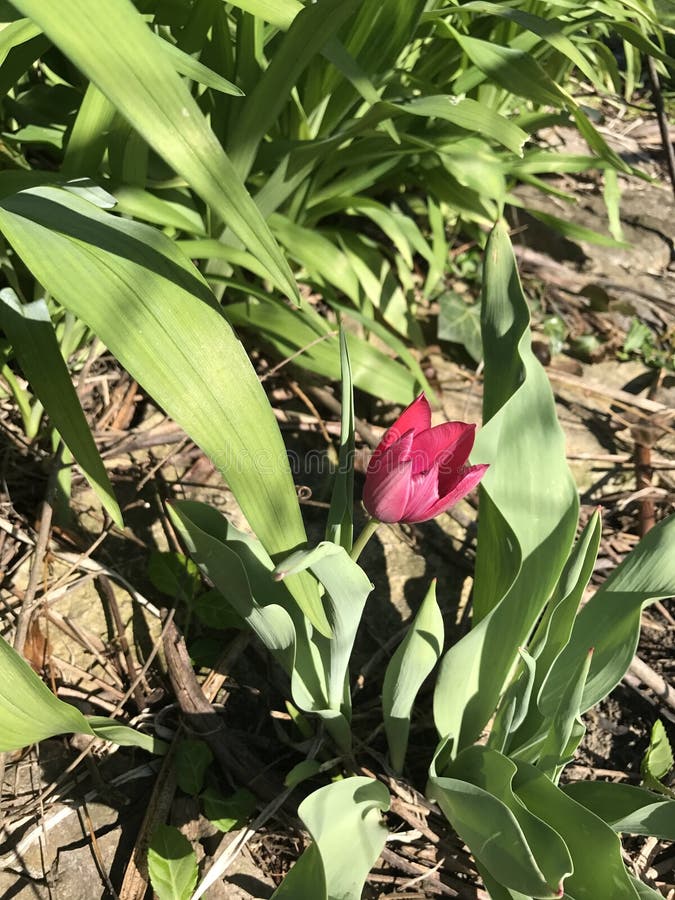 Single red tulip stock image. Image of alone, single - 95943813