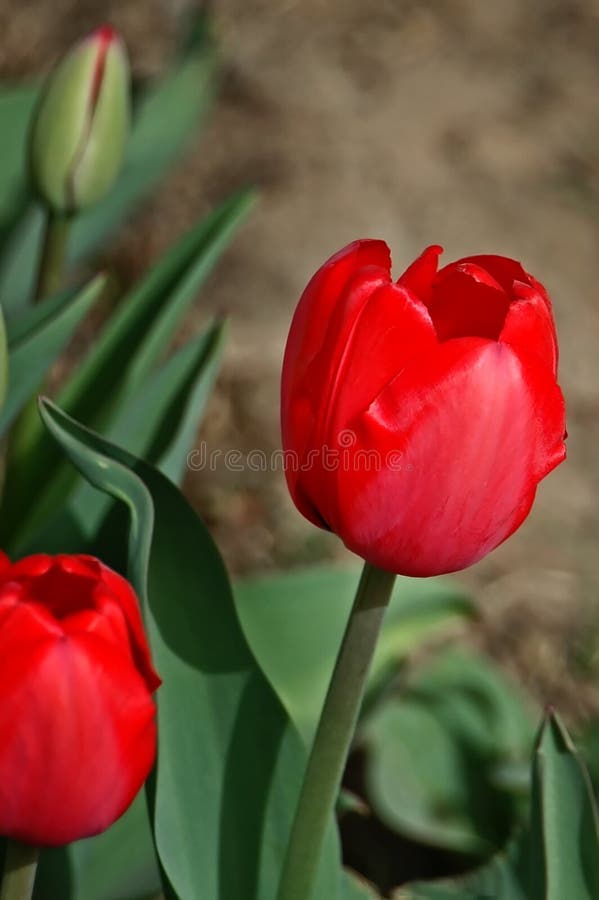 Single Red Tulip stock photo. Image of closeup, blossom - 88066030