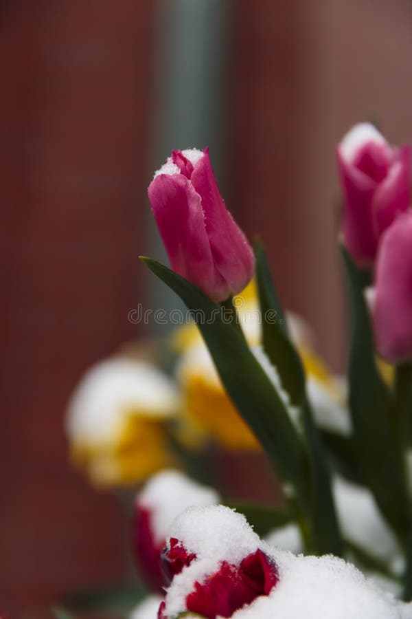 A Single Red Tulip Covered in Snow Stock Photo - Image of ...