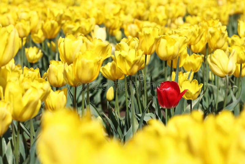 Single Red Tulip stock image. Image of spring, scarlet - 85982955