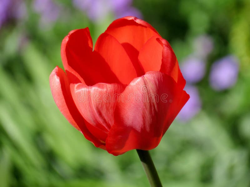 Single red tulip stock image. Image of yellow, background - 70235419
