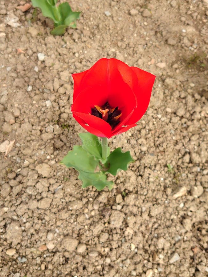 Single Red Tulip in the Garden Stock Photo - Image of flowers, spring ...