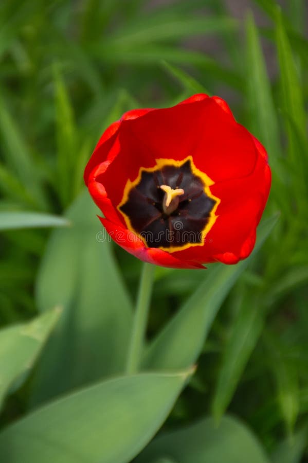 Single red tulip stock photo. Image of individually, yellow - 45880360