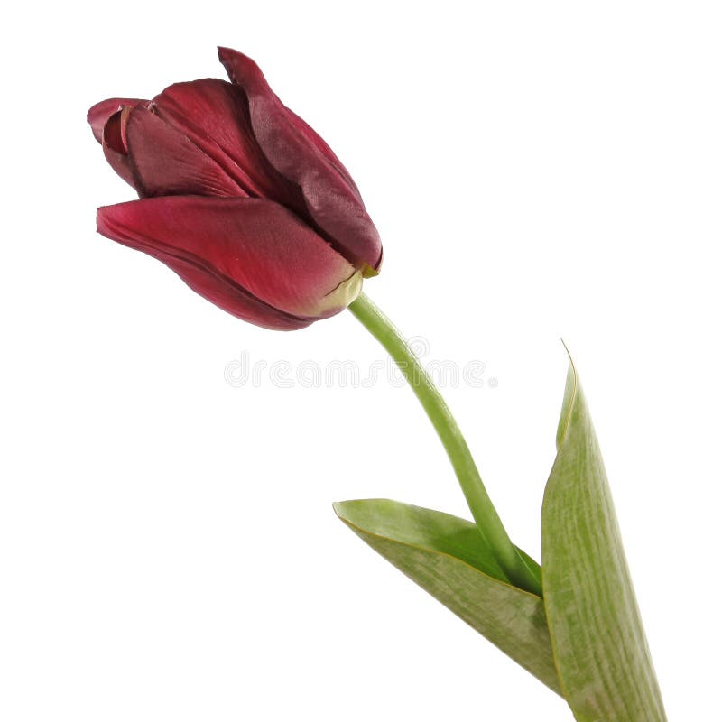 Single Red Tulip Isolated on White Background Stock Photo - Image of ...