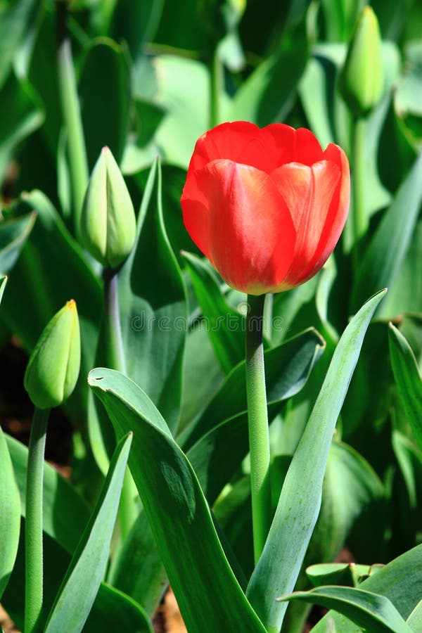 Single Red Tulip Flower stock image. Image of blooming - 53679439