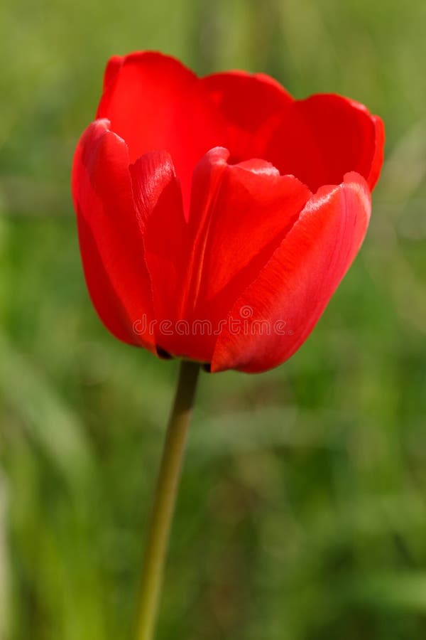 Single Red Tulip in Spring. Stock Photo - Image of bright, spring: 53993386