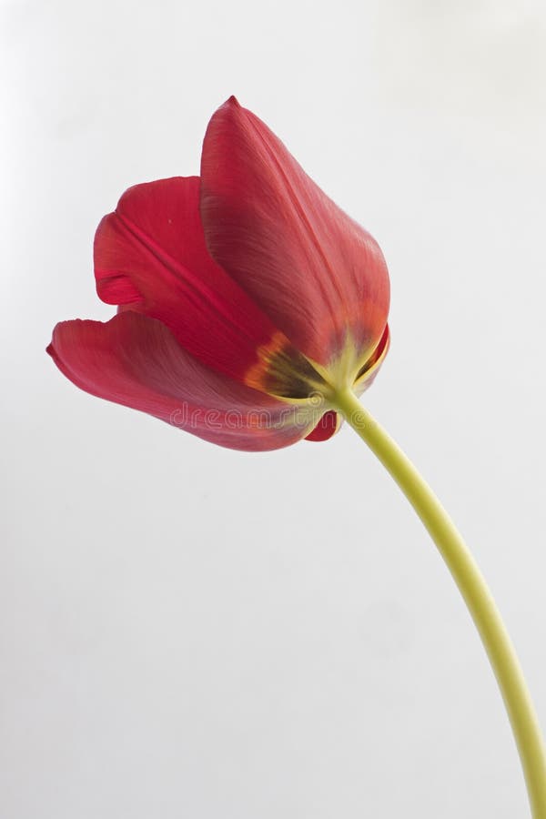 A Single Red Tulip on a White Background Stock Photo - Image of white ...