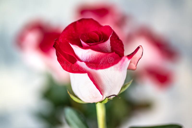 Single Red and White Rose on a Background of Blurred Flowers, Front ...