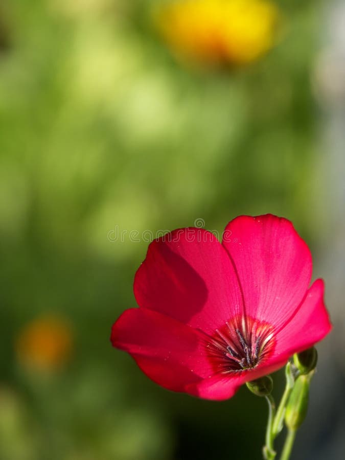 Single Red Wildflower in Field - Flower Macro Stock Photo - Image of ...